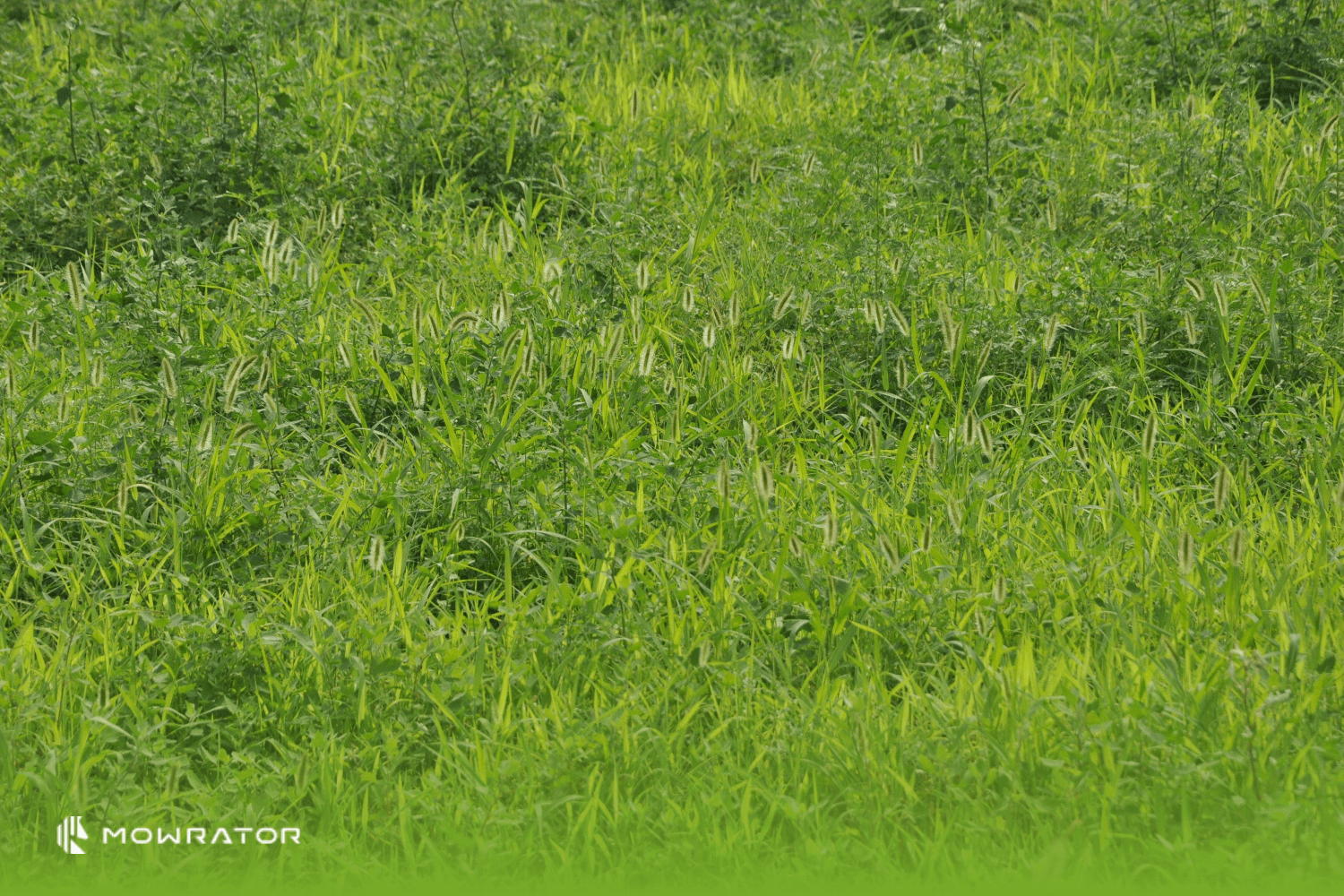 How to Fix Overgrown Lawn Overrun with Weeds | Weed Lawn Care – MOWRATOR